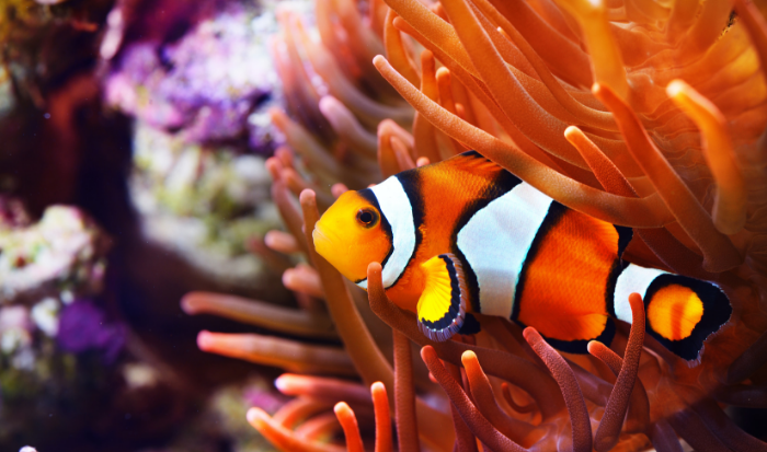 Primary Sponsor's Role and Importance