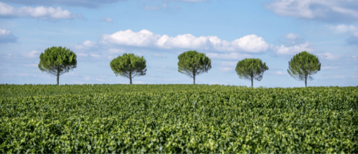 How to Use the Prosci Maturity Model